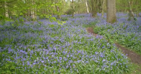 Hucking woodland walk;Kent Downs AONB, near Maidstone
