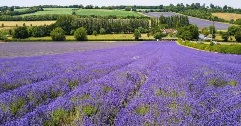 Darent Valley walk, Kent